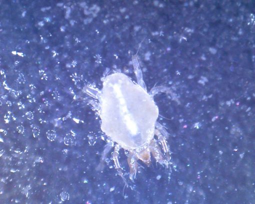 Grain Mite - Công ty khử trùng Việt Nam